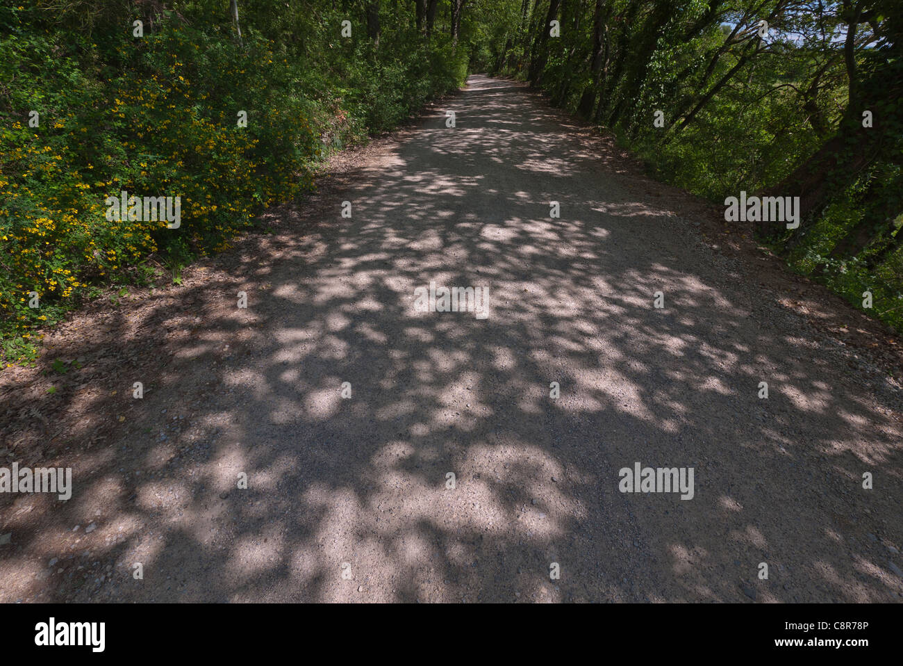 A tree shaded road on the famous Origo La Foce estate creates a one ...