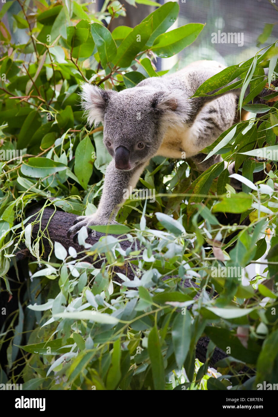 koala in a tree Stock Photo - Alamy