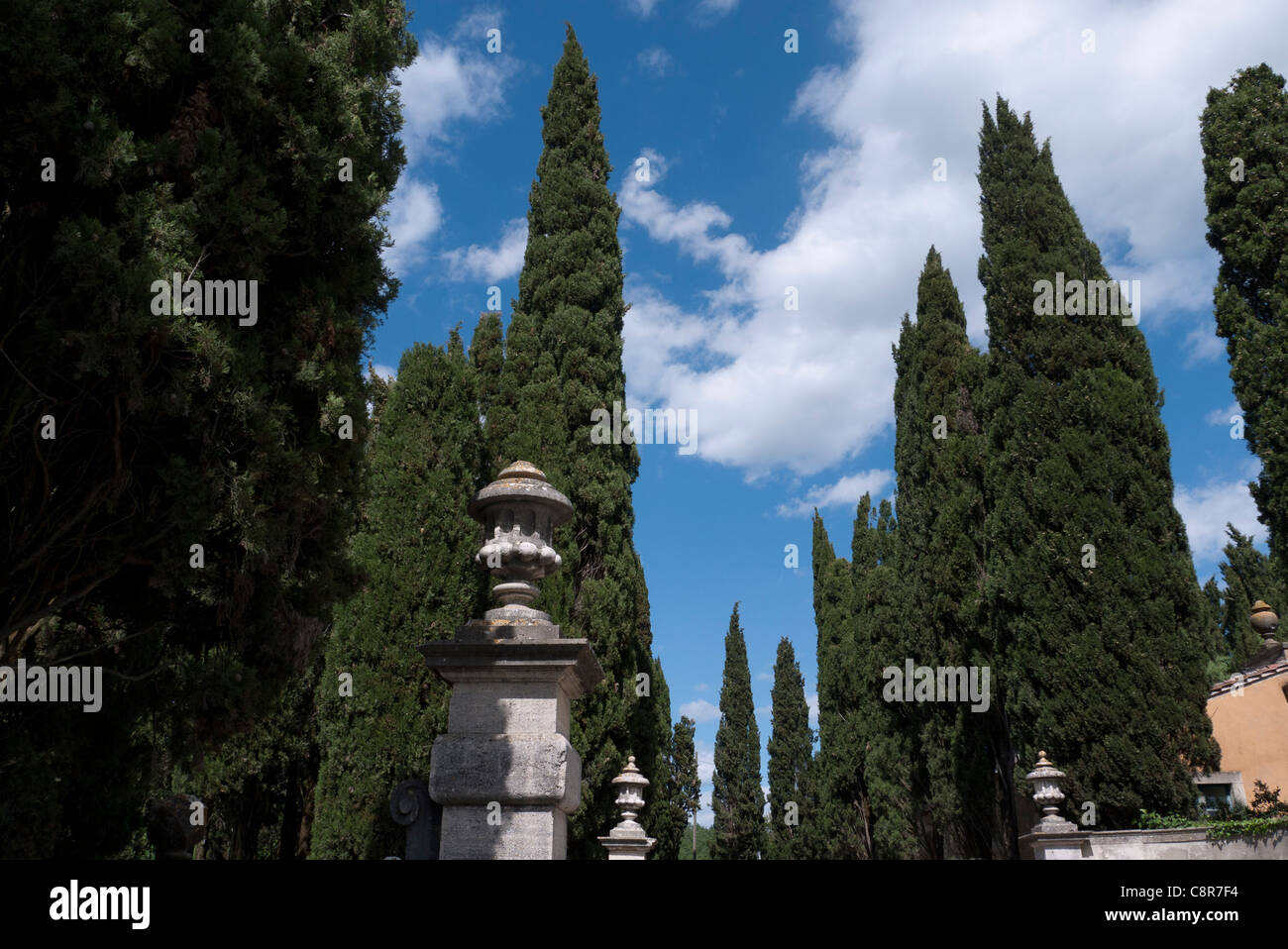 Italian Cypress Tree High Resolution Stock Photography and Images - Alamy