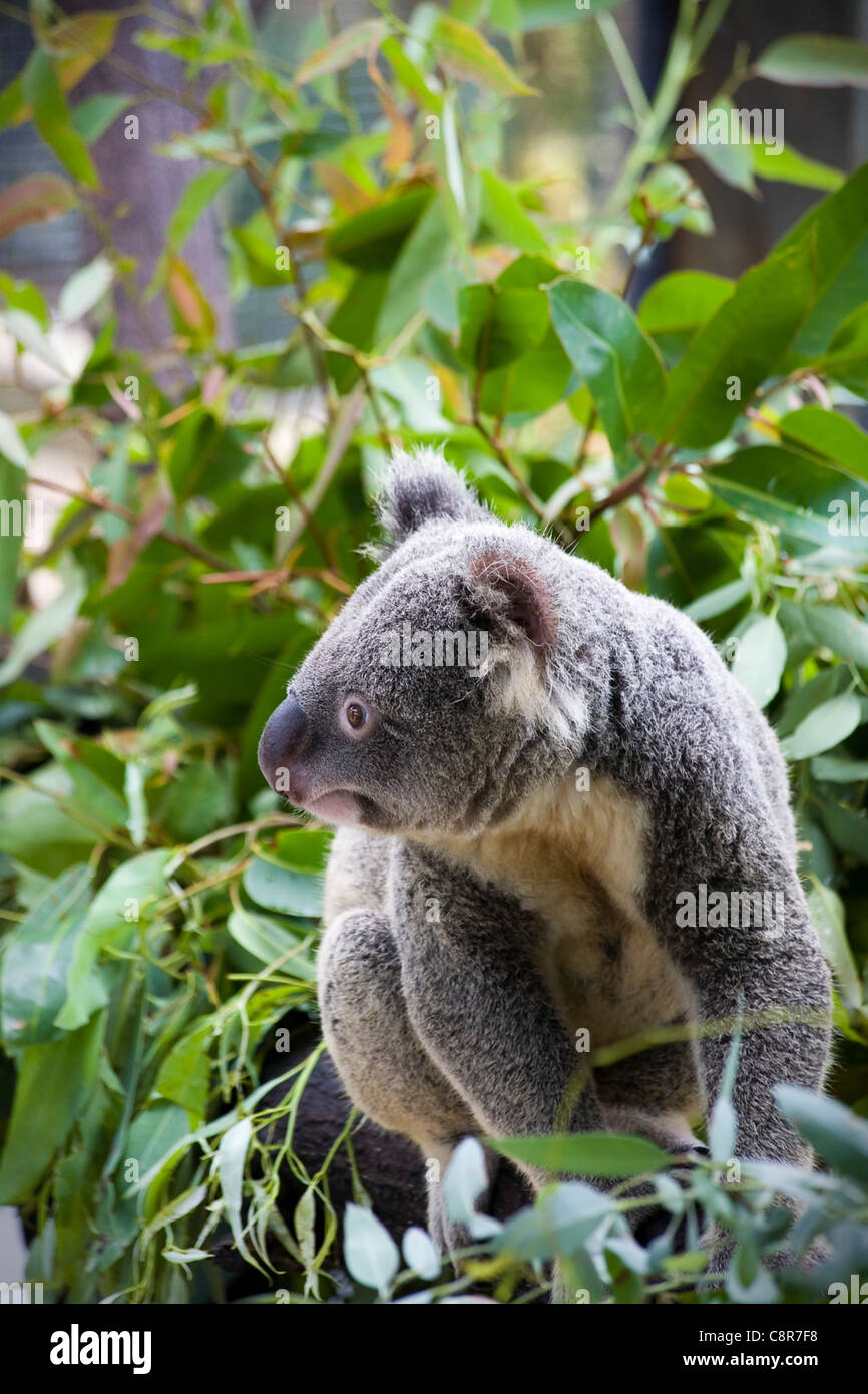 koala in a tree Stock Photo - Alamy