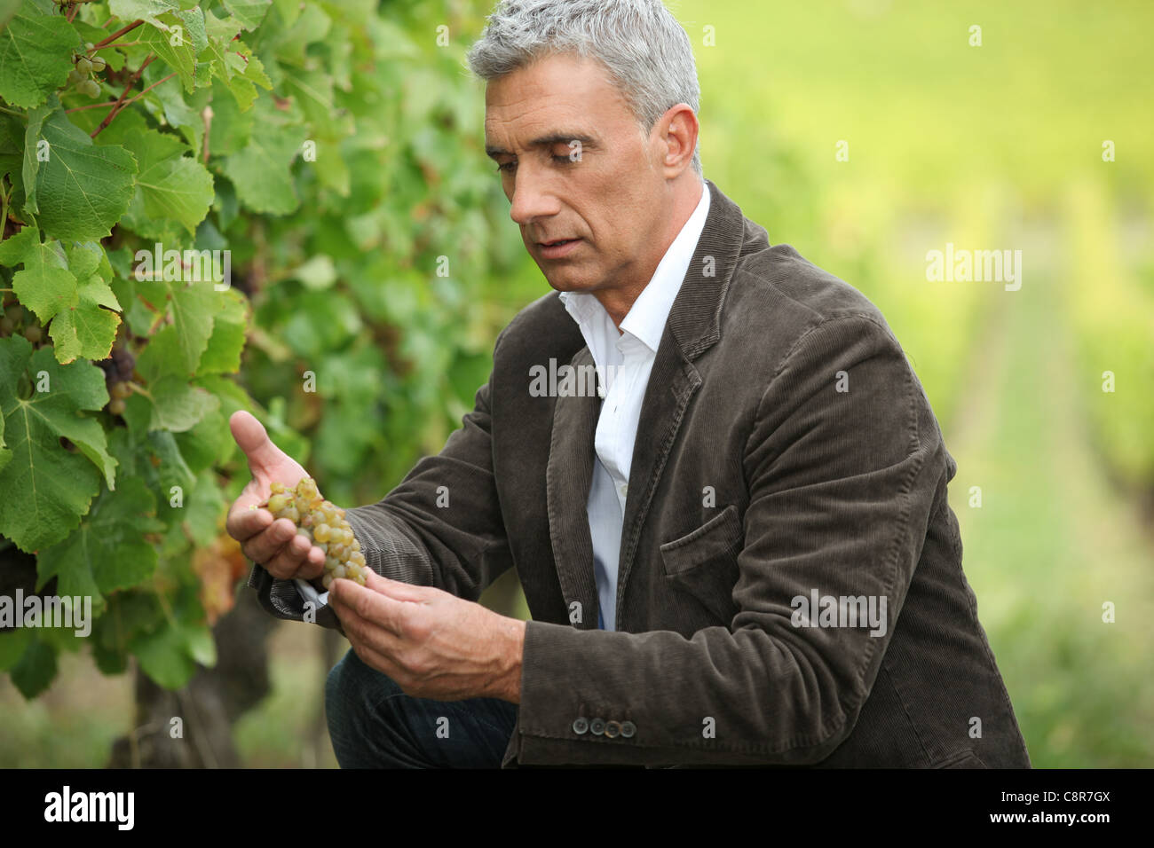 Grape inspection hi-res stock photography and images - Alamy