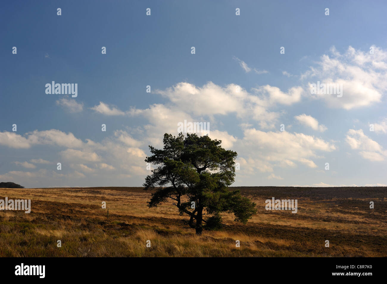 Tree on Longridge Fell,Lancashire Stock Photo - Alamy