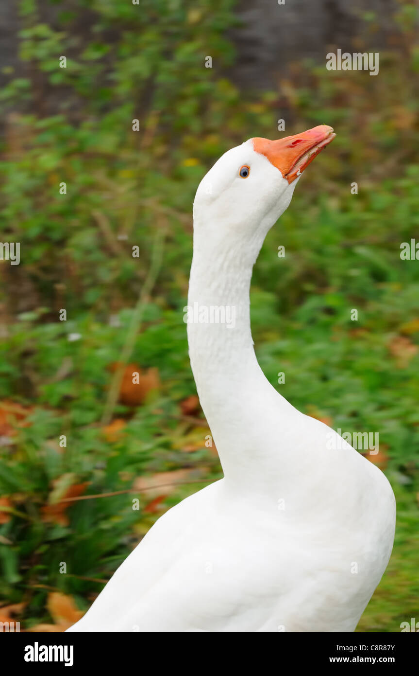 White goose head and neck close up Stock Photo - Alamy