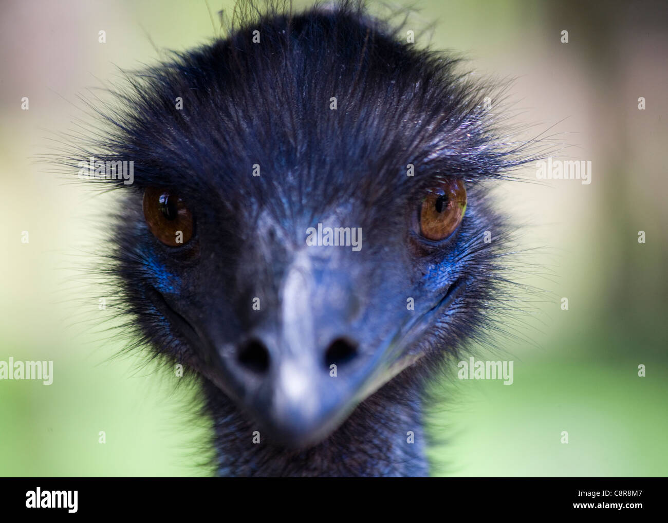 Emu australia hi-res stock photography and images - Alamy