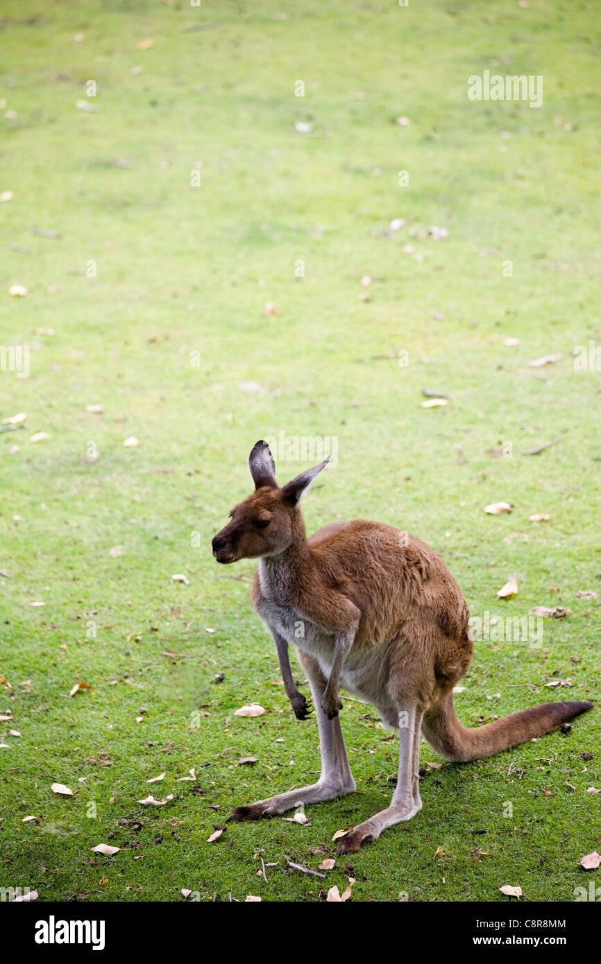 Animal symbol of australia hi-res stock photography and images - Alamy