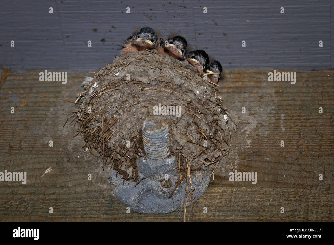 Baby Barn Swallows in a mud nest Stock Photo - Alamy