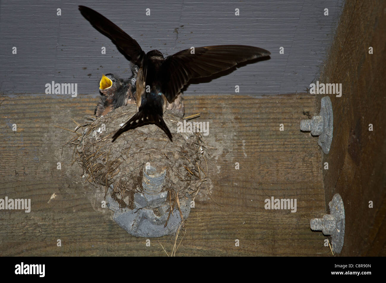 Baby barn swallows hi-res stock photography and images - Alamy