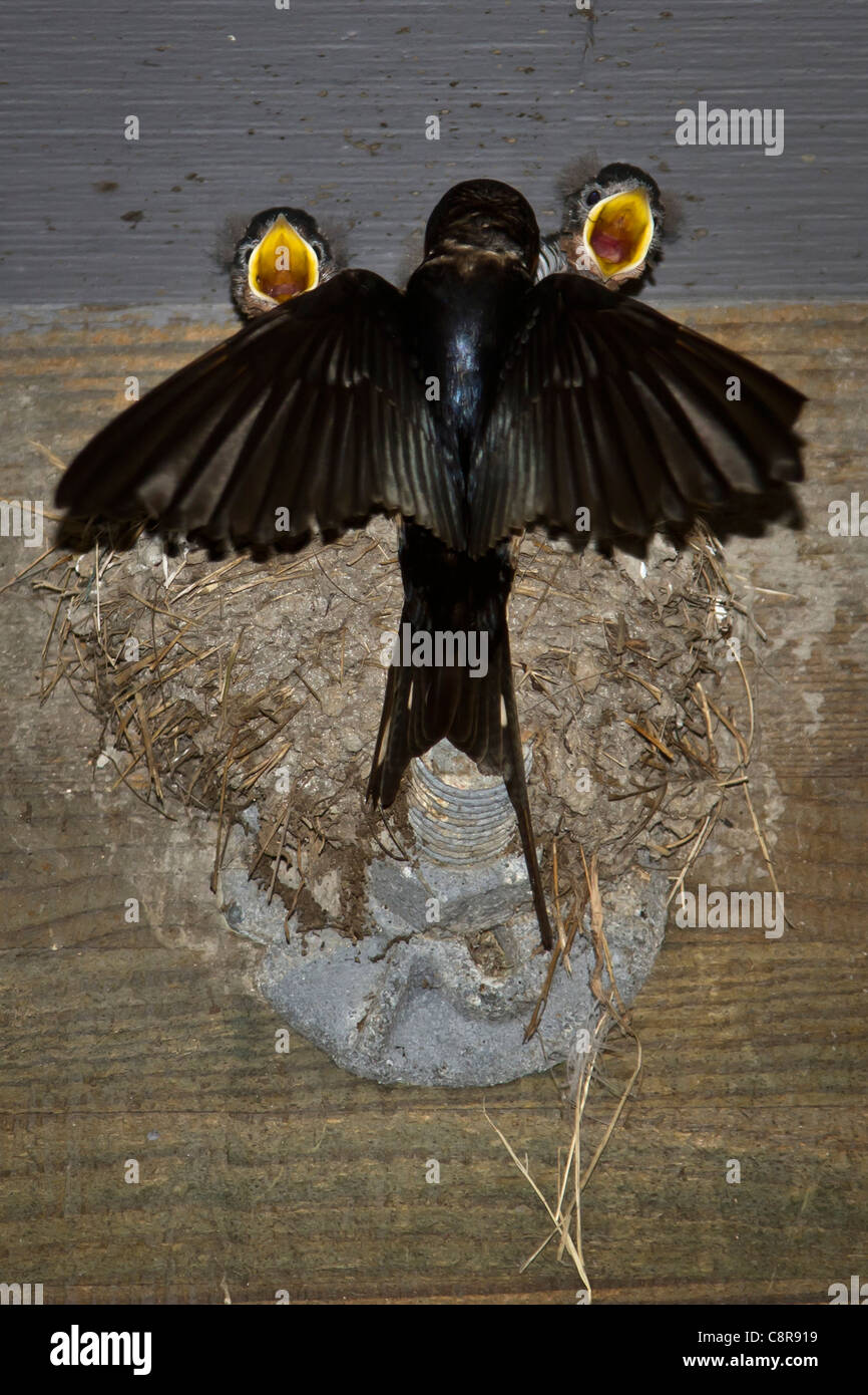 Barn swallow mud nest hi-res stock photography and images - Alamy