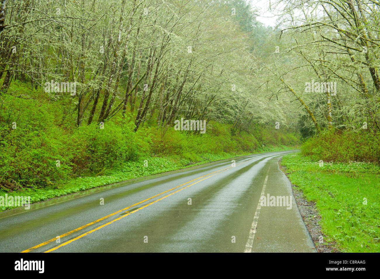 Remote highway through forest Stock Photo - Alamy