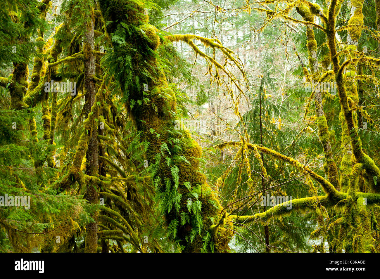 Forest trees moss hi-res stock photography and images - Alamy
