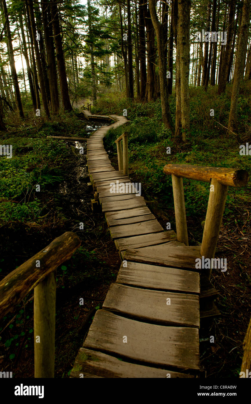 Wooden walkway through forest Stock Photo - Alamy