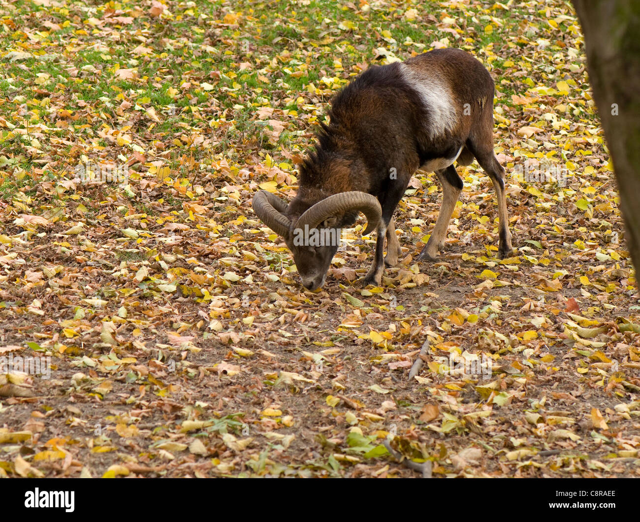 Muflon hi-res stock photography and images - Alamy