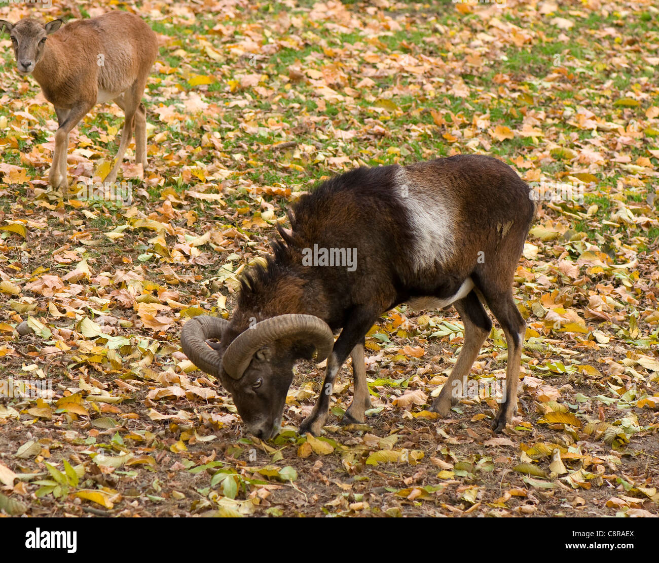 Muflon hi-res stock photography and images - Alamy