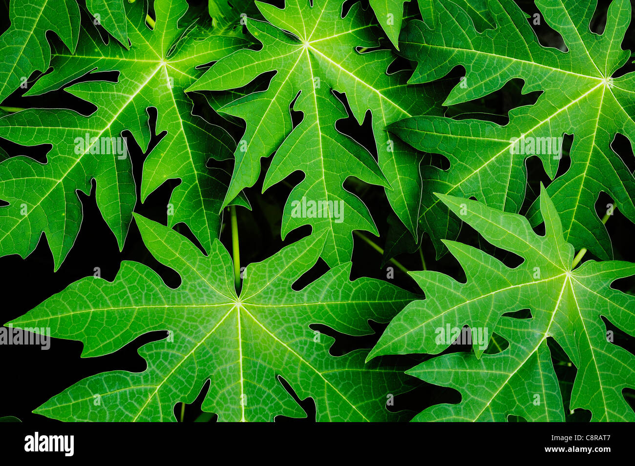 Papaya Leaf Stock Photos & Papaya Leaf Stock Images - Alamy