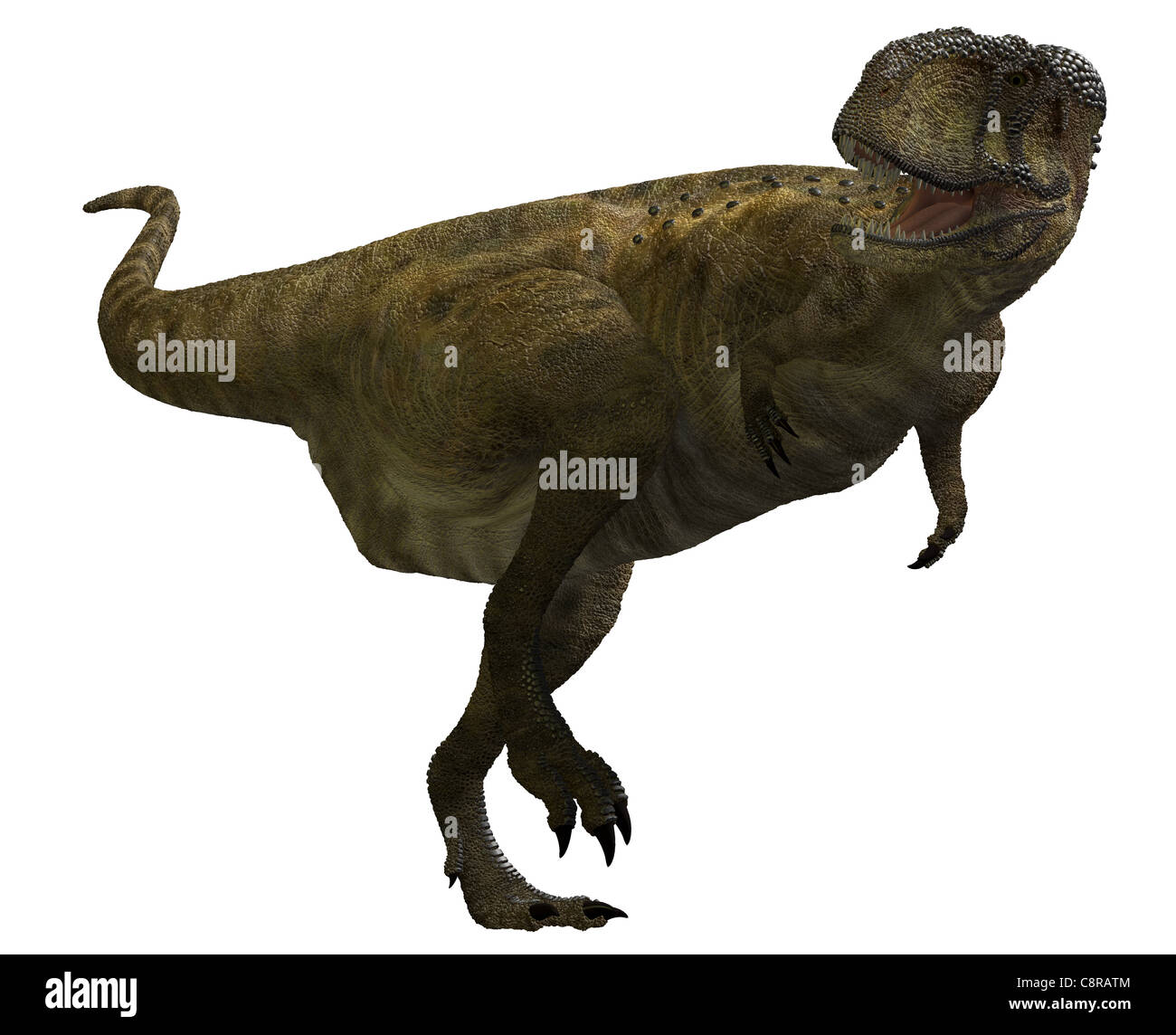 Genus of theropod hi-res stock photography and images - Alamy