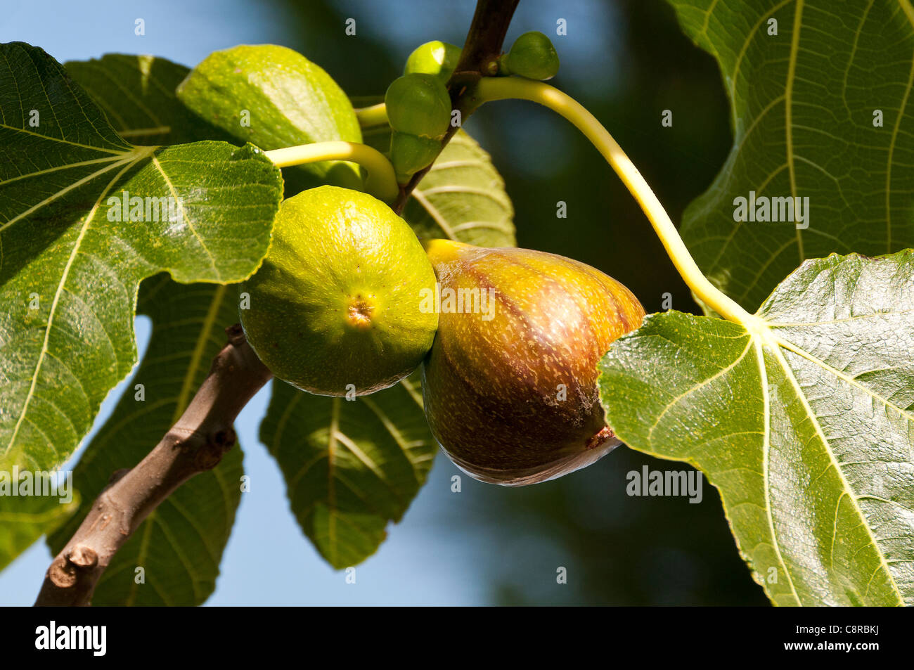 Figs on tree Stock Photo - Alamy