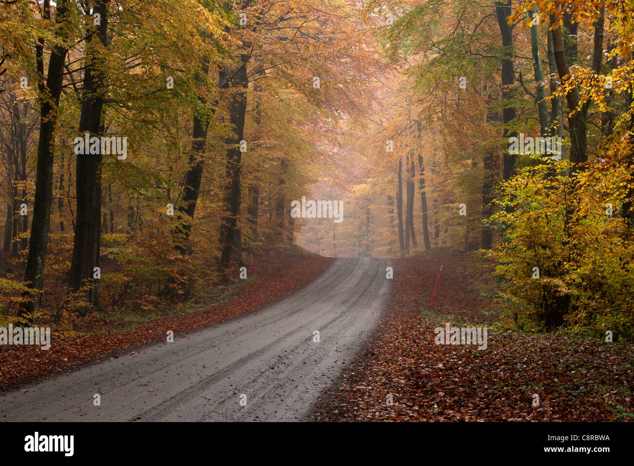 Colourful autumn beech forest in the south of Sweden Stock Photo - Alamy