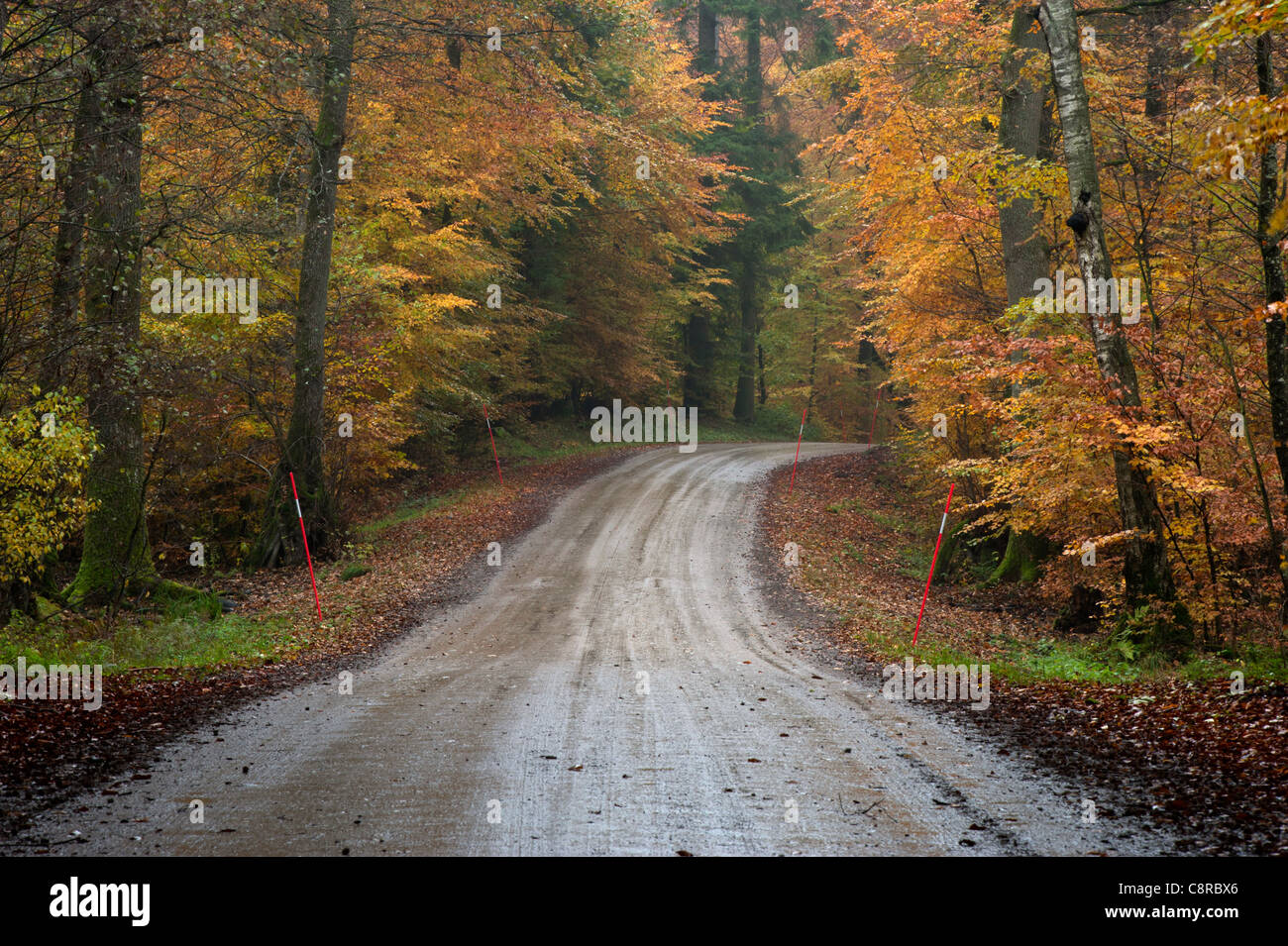 Colourful autumn beech forest in the south of Sweden Stock Photo - Alamy