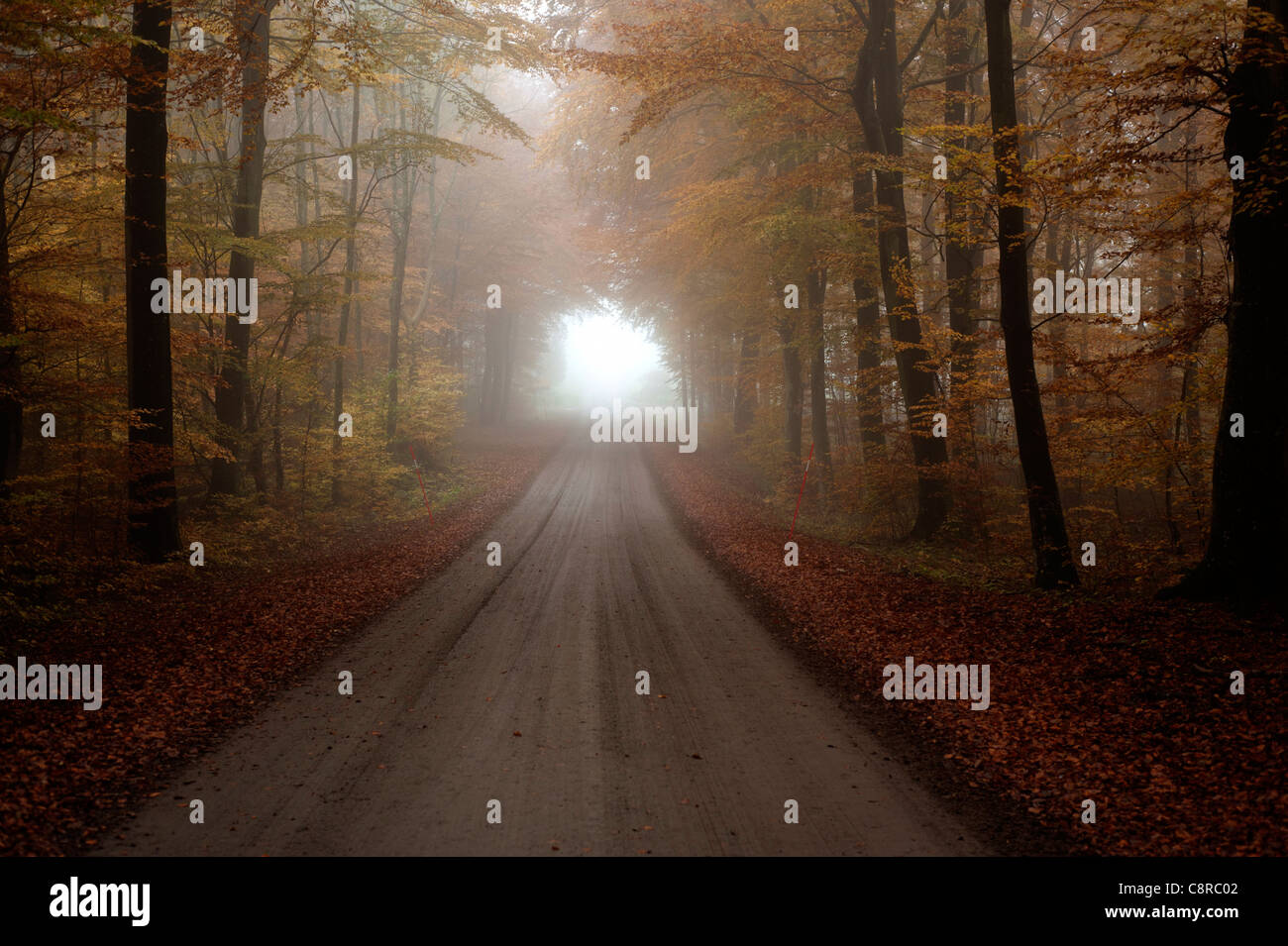 Colourful autumn beech forest in the south of Sweden Stock Photo - Alamy
