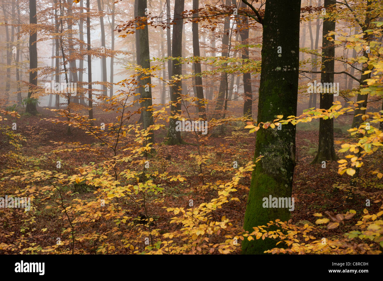 Colourful autumn beech forest in the south of Sweden Stock Photo - Alamy