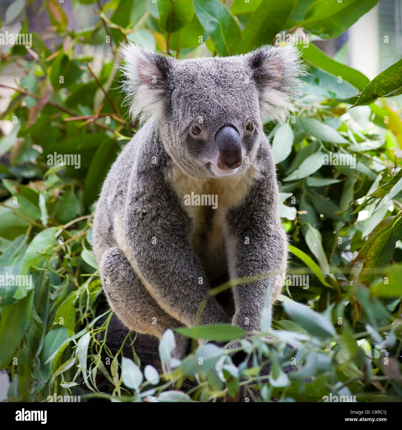 koala in a tree Stock Photo - Alamy