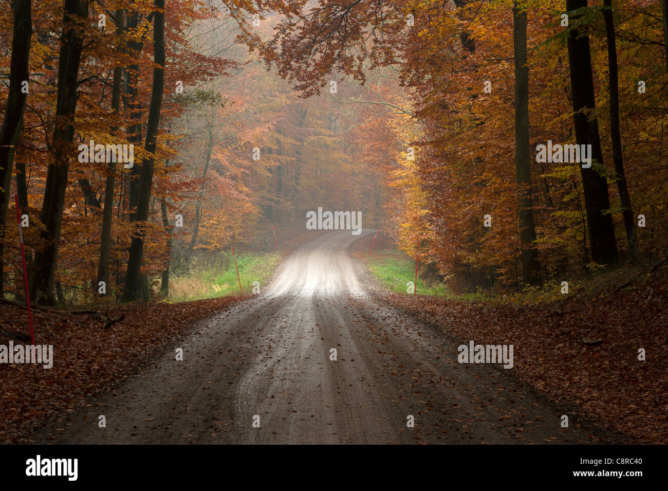 Autumn clolourful beech forest in the south of Sweden Stock Photo - Alamy