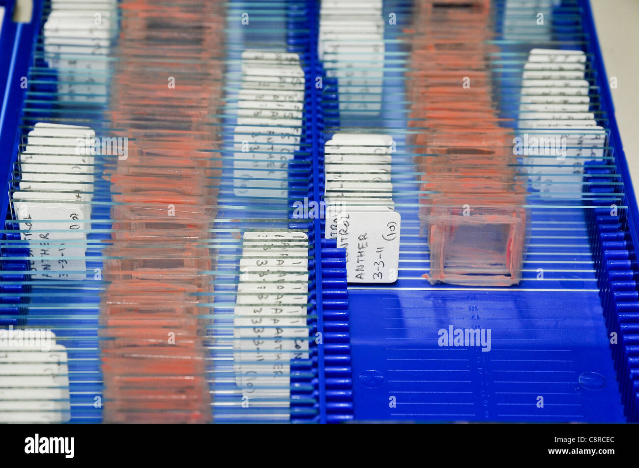 a tray of sample slides awaiting study. Photographed at the University ...