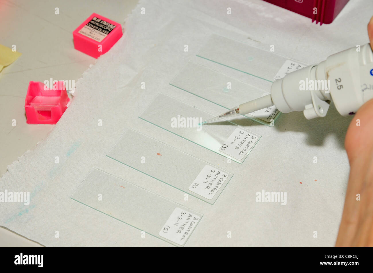 preparing sample slides to view under an optical microscope ...