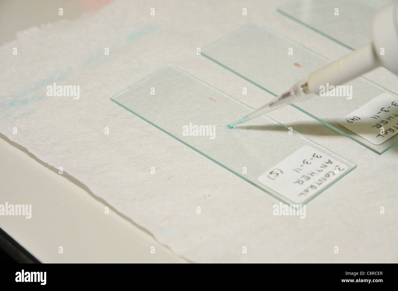 preparing sample slides to view under an optical microscope ...