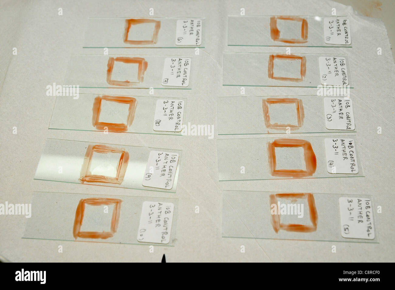 preparing sample slides to view under an optical microscope ...