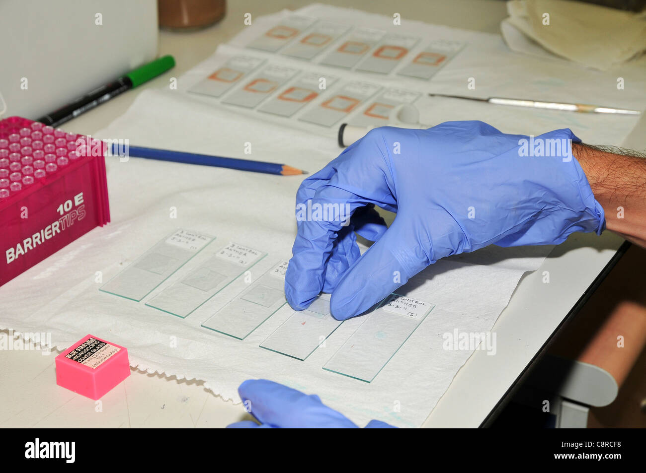 preparing sample slides to view under an optical microscope ...