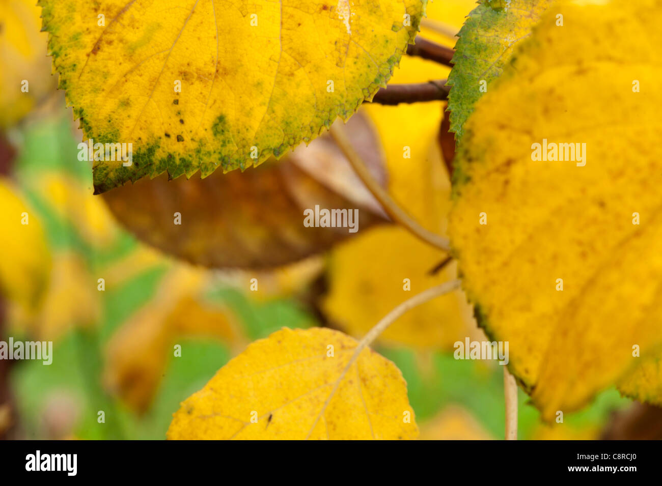Autumn leaf on Hydrangea plant Stock Photo - Alamy