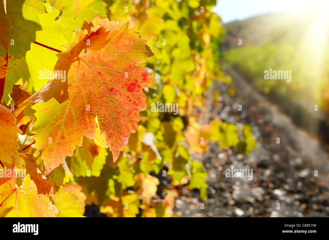 Grape leaf on grapevine closeup photo Stock Photo - Alamy