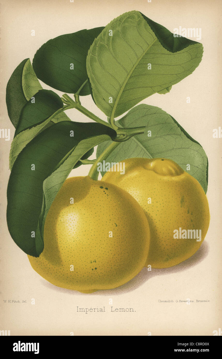 Imperial lemon cultivar, Citrus x limon Stock Photo - Alamy