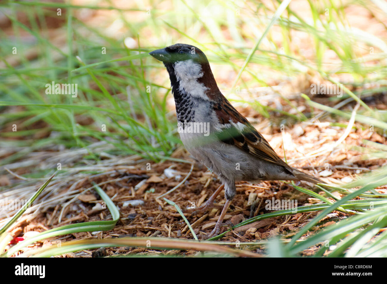 A little sparrow among sparse blades of grass on the ground Stock Photo ...