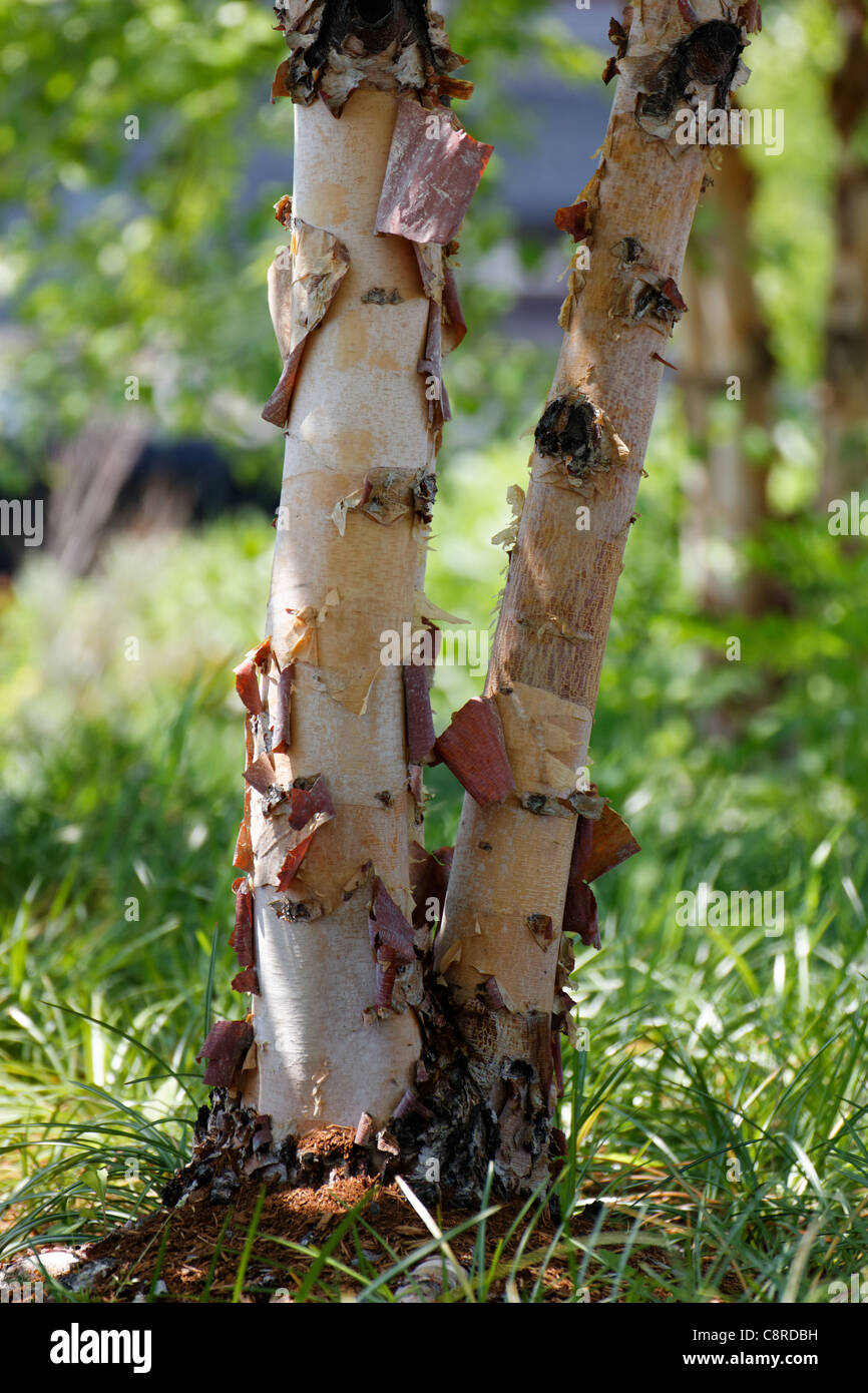 Twin trunk tree hi-res stock photography and images - Alamy