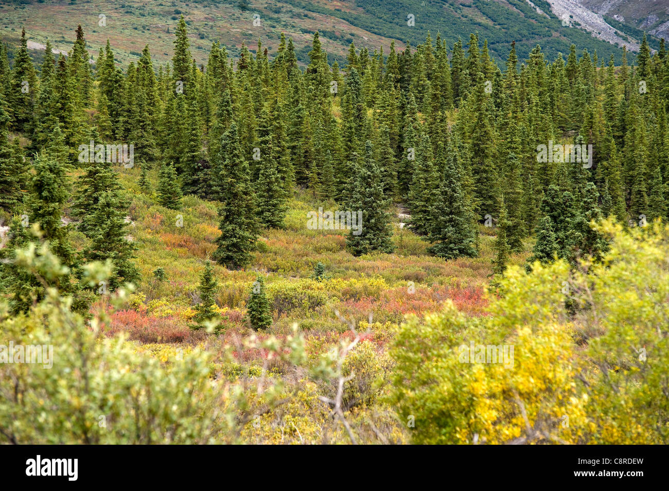 Tundra vegetation hi-res stock photography and images - Alamy