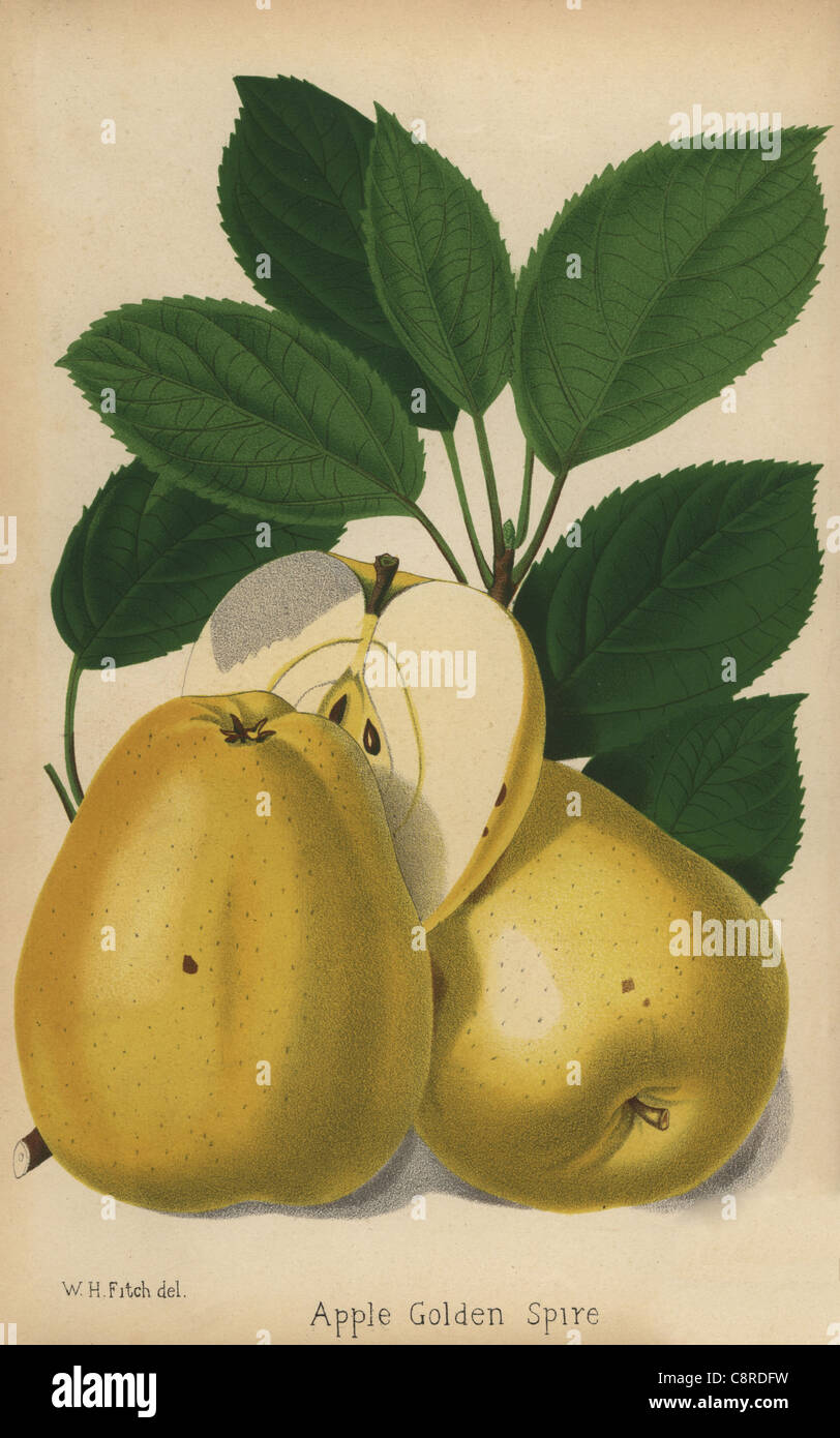 Golden spire apple hi-res stock photography and images - Alamy