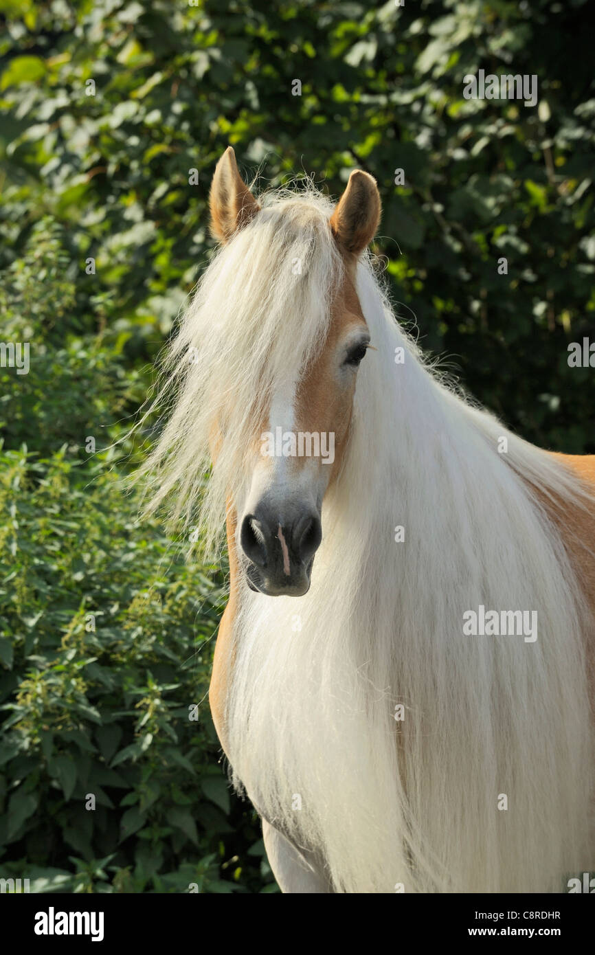 Haflinger horse with a very long mane Stock Photo - Alamy