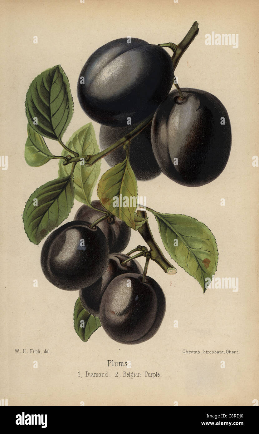 Plum cultivars: Diamond and Belgian Purple, Prunus domestica Stock ...