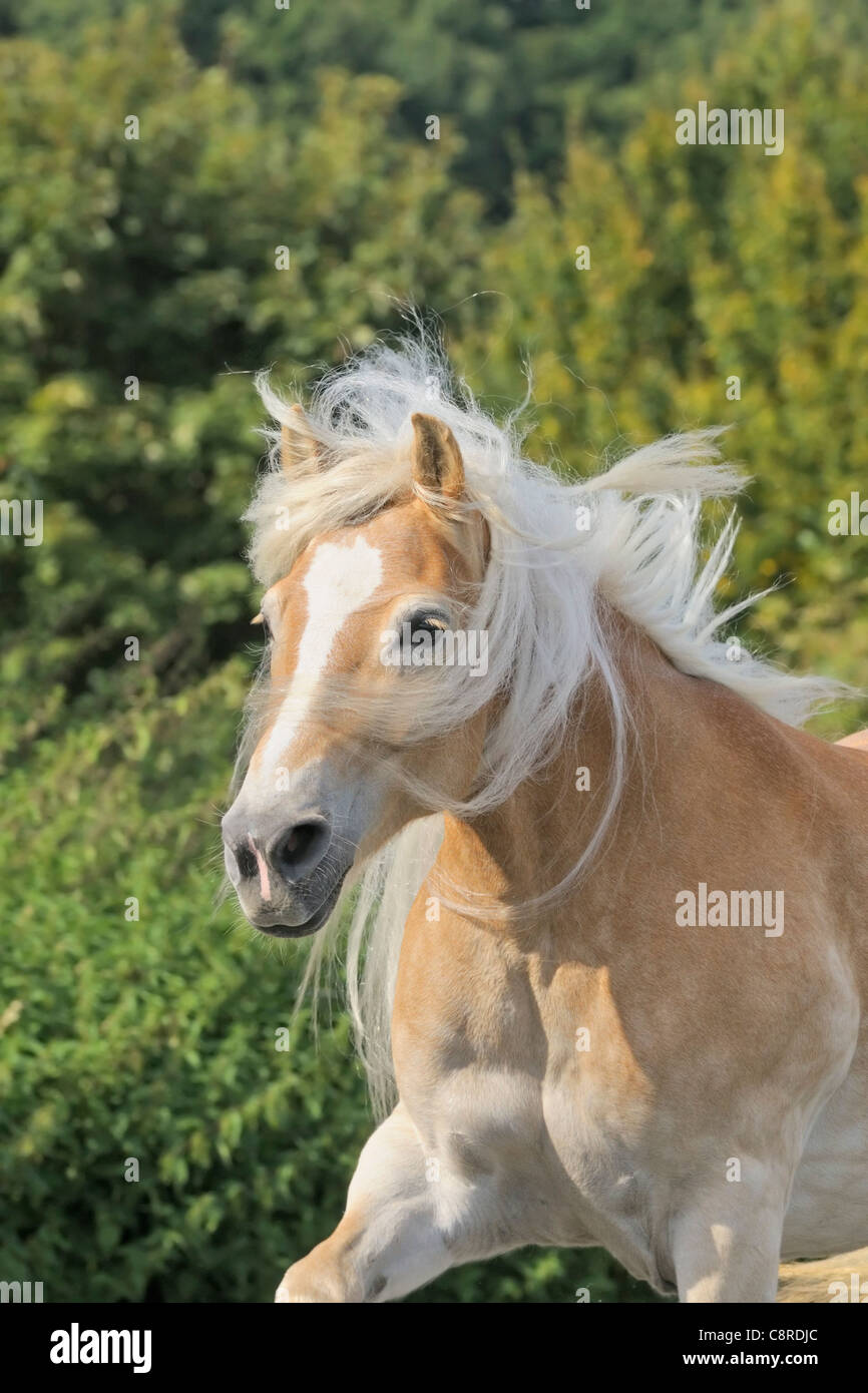 Haflinger horse with a long mane Stock Photo - Alamy