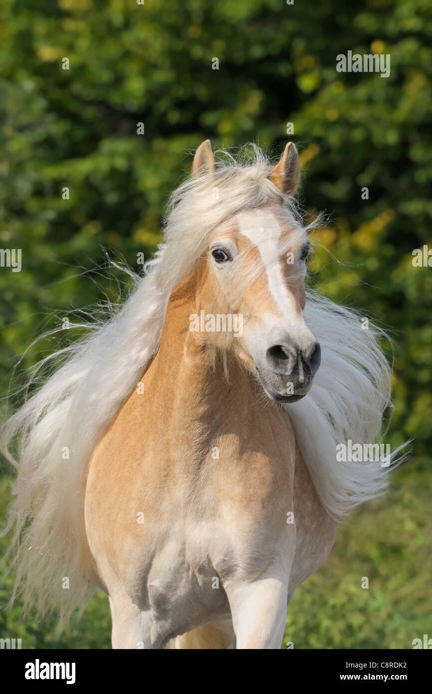 Haflinger horse with long mane Stock Photo - Alamy