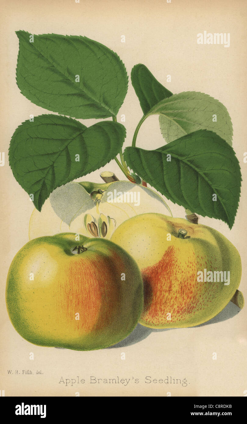 Apple variety, Bramley's seedling, Malus domestica Stock Photo - Alamy
