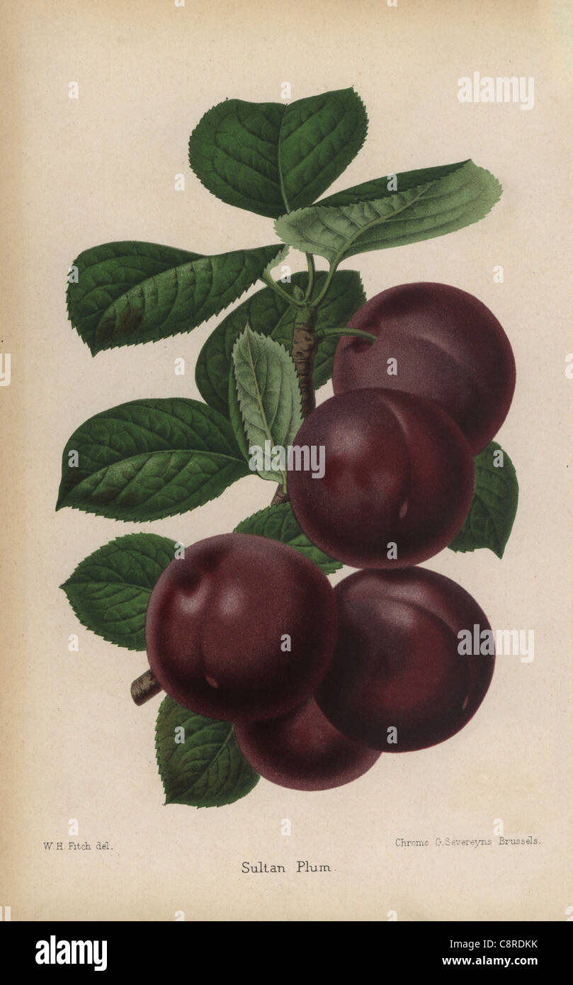 Sultan plum hi-res stock photography and images - Alamy