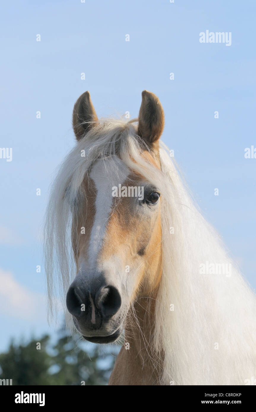 Haflinger horse with a very lon mane Stock Photo - Alamy
