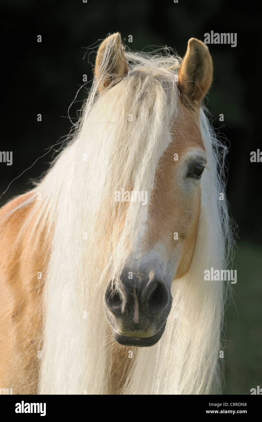 Haflinger horse long mane hi-res stock photography and images - Alamy