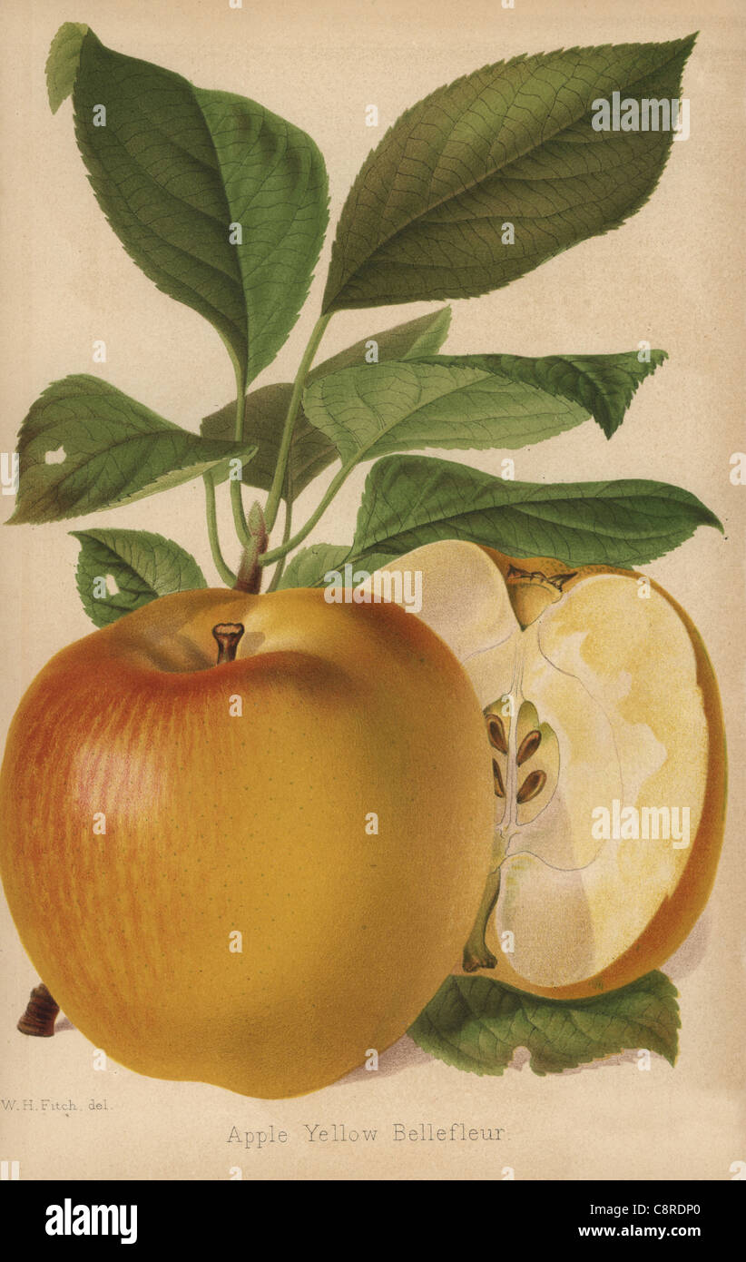 Apple variety, Yellow Bellefleur, Malus domestica Stock Photo - Alamy