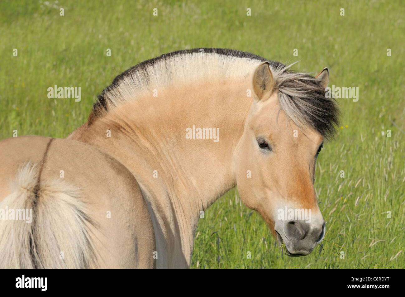 Norwegian fjord horse head hi-res stock photography and images - Alamy