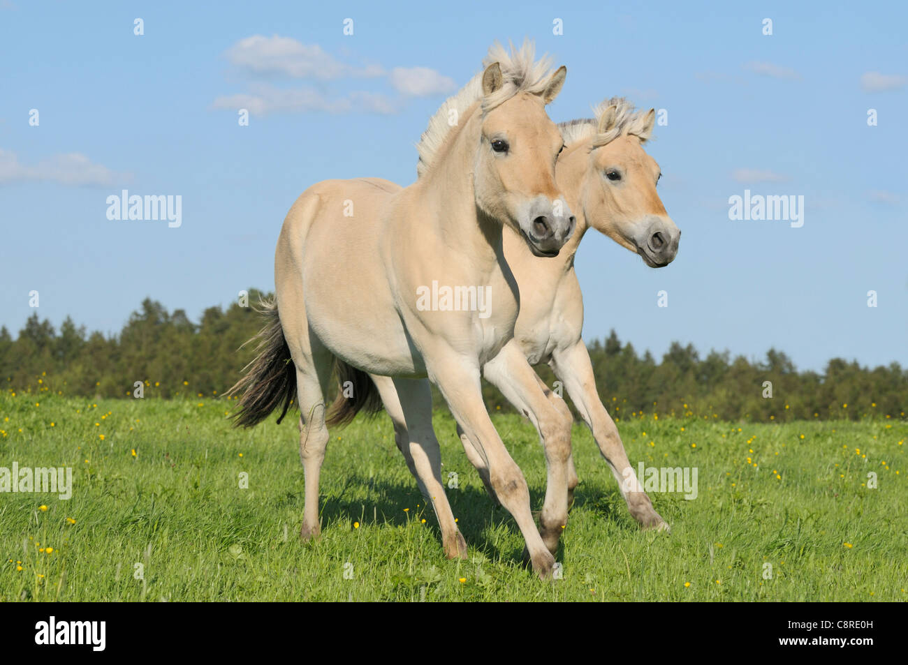 Two Norwegian horse yearlings Stock Photo - Alamy