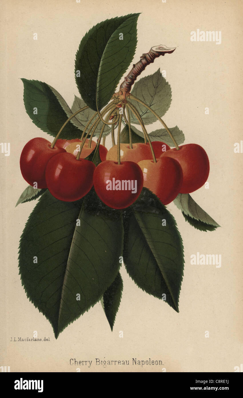 Bigarreau Napoleon cherry, Prunus variety Stock Photo - Alamy